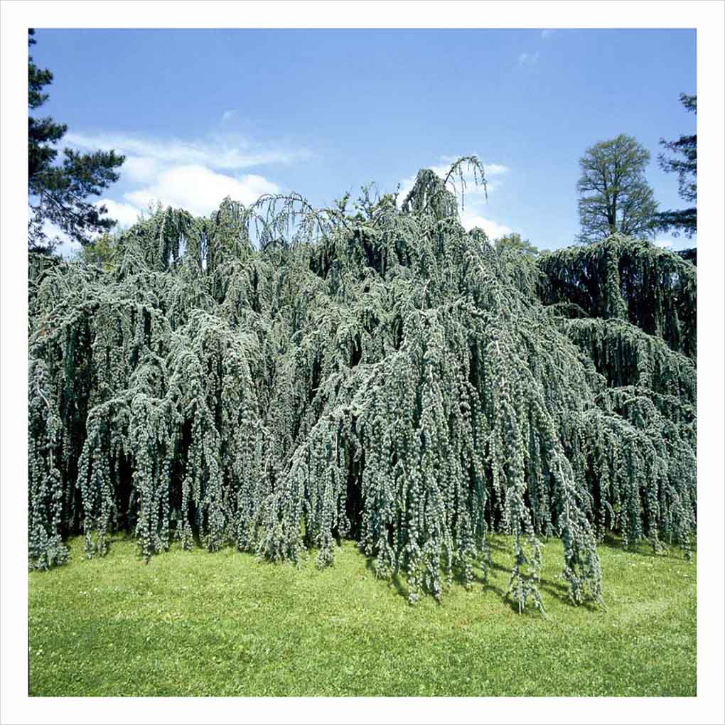 Le cèdre bleu pleureur, arbre remarquable – ARCHIPHOTOS