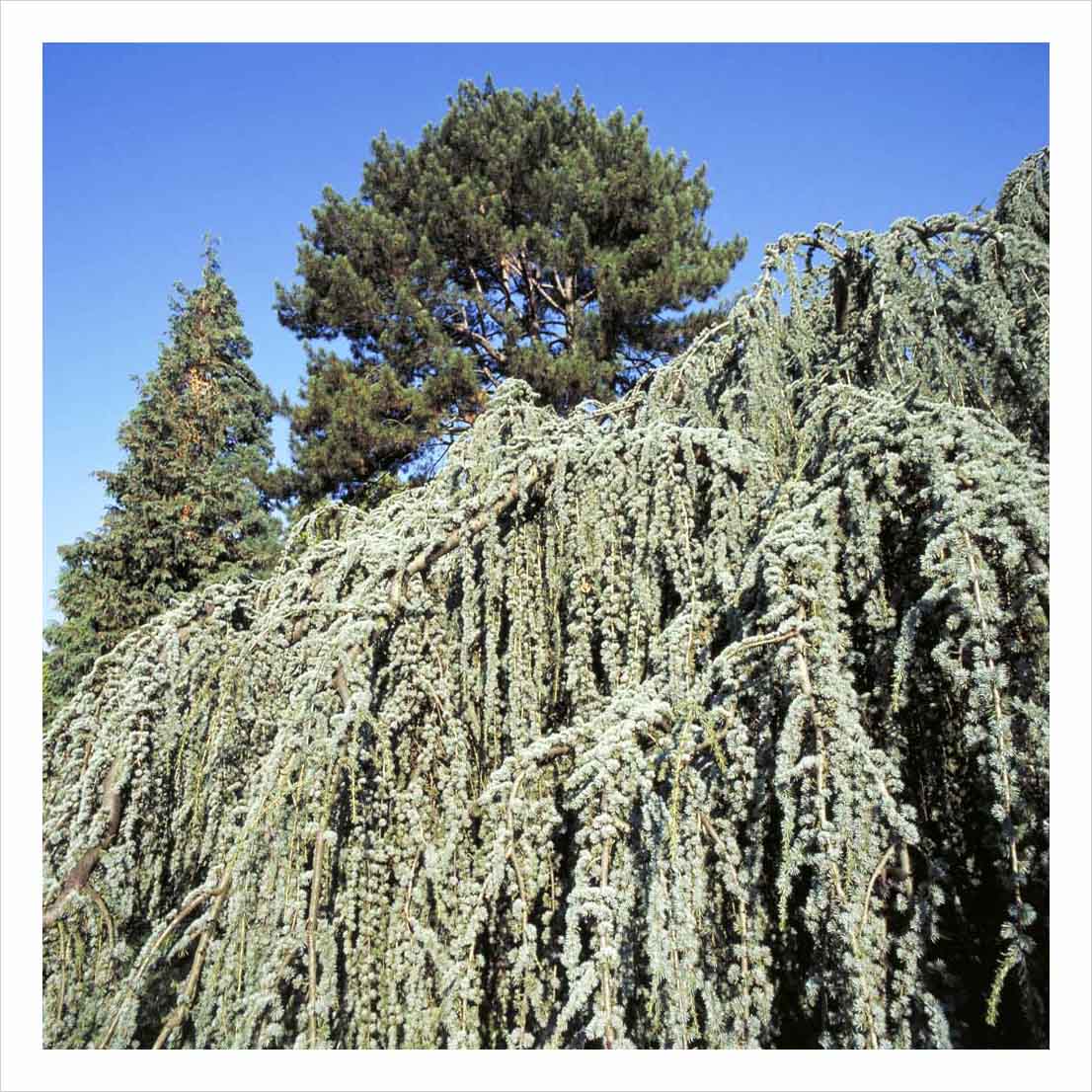 Le cèdre bleu pleureur, arbre remarquable – ARCHIPHOTOS