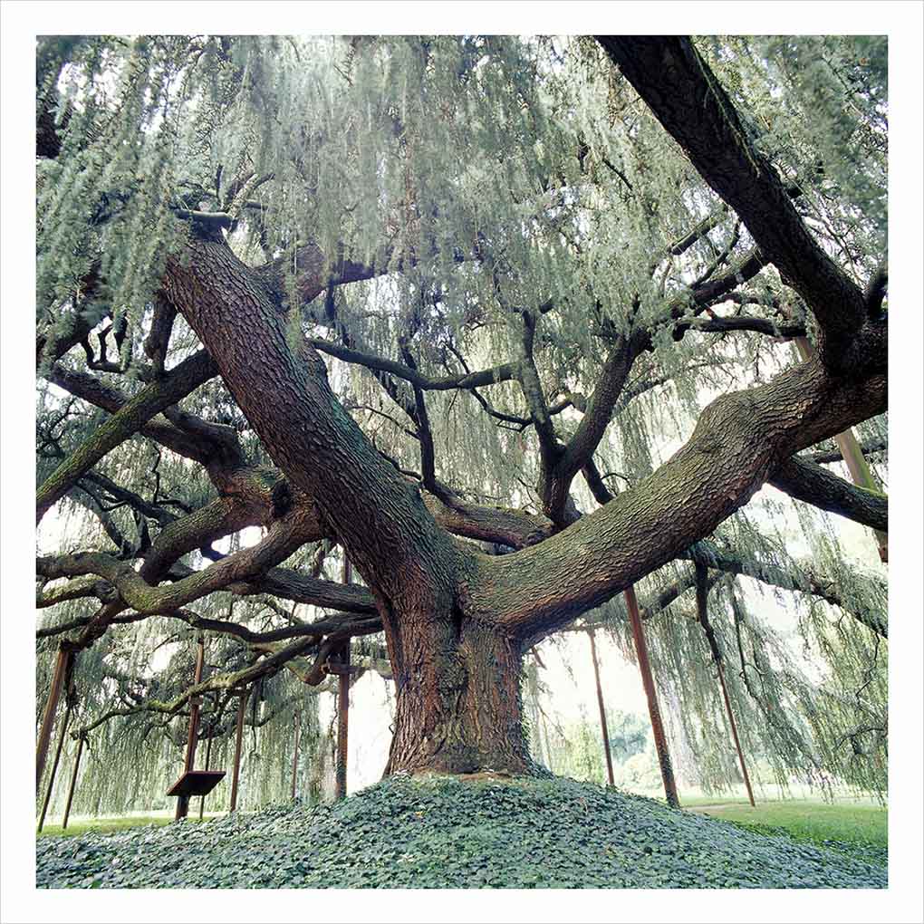 Le cèdre bleu pleureur, arbre remarquable – ARCHIPHOTOS